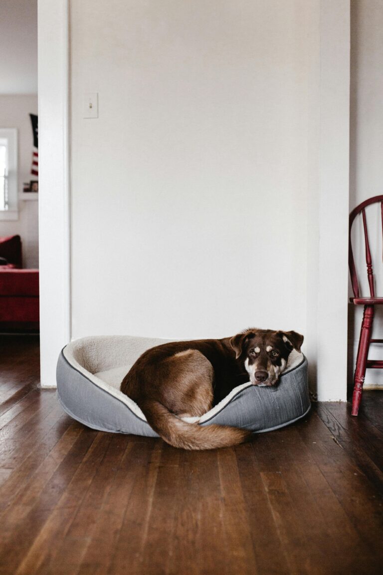 The Ultimate Guide to Keeping Pets at Home: Creating a Safe and Happy ...
